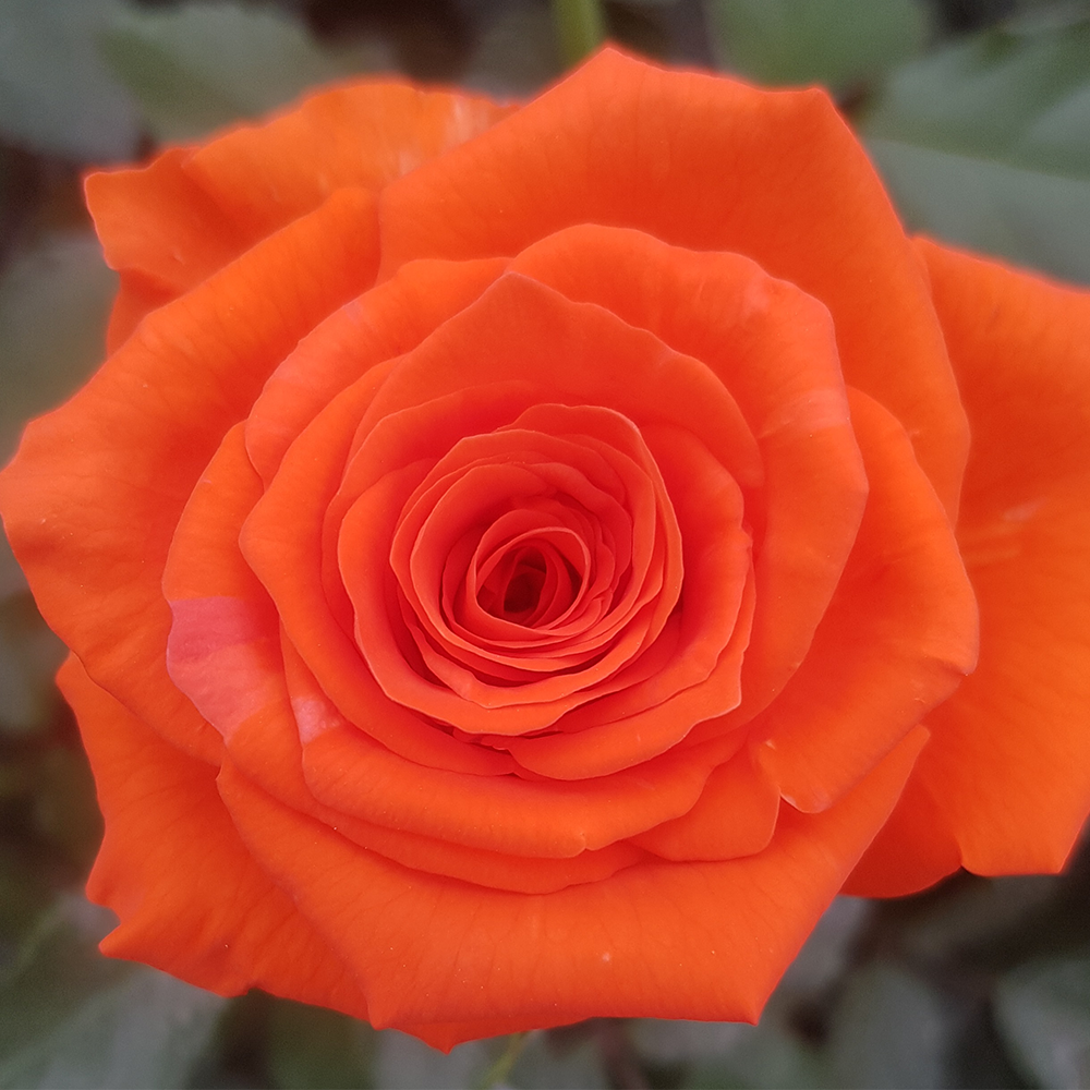 Atlantis - Select Breeding